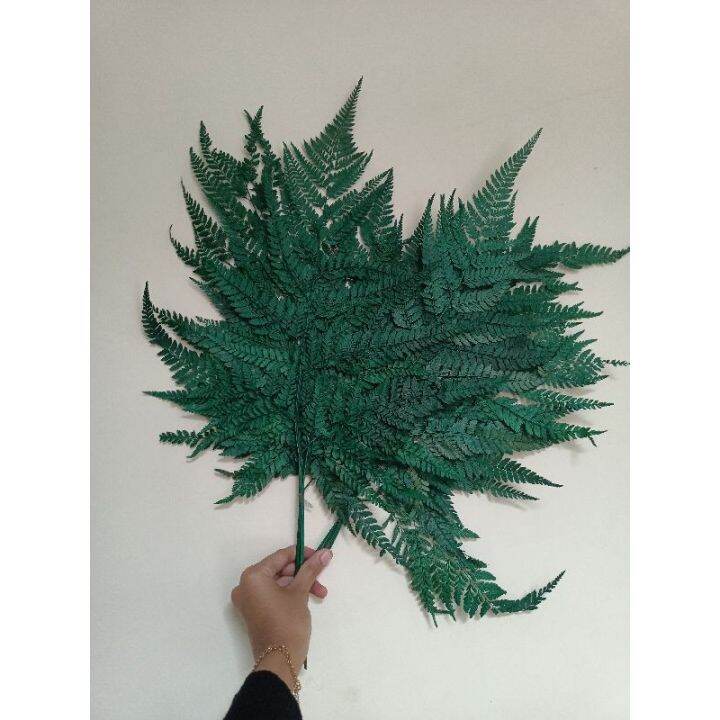 Daun paku | daun pakis | bunga pakis kering | pakis buket | rustic ...