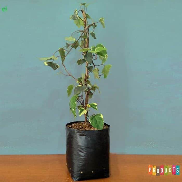 Tanaman hias Ivy daun hijau / hedera canariensis JENIS IVY RAMBAT ...