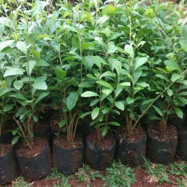 tanaman hias teh tehan / teh-tehan | Lazada Indonesia