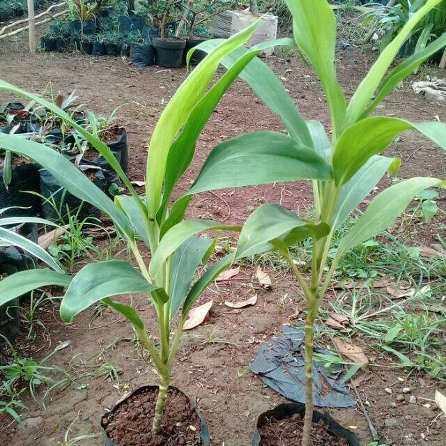 Tanaman hias hanjuang hijau / andong hijau | Lazada Indonesia