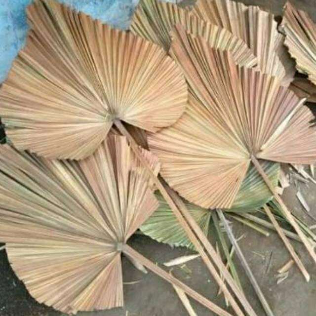 Daun rustic/palem kering L40cm P 90cm | Lazada Indonesia