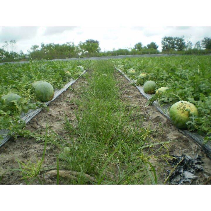 2 Biji Benih Semangka Merah Non Biji Hibrida Madrid F1 Bibit Tanaman ...