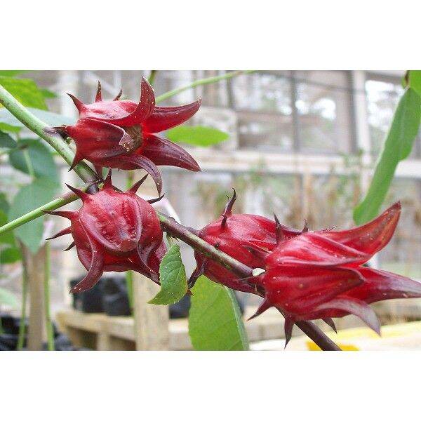 20 Bibit Bunga Merah Rosella biji Benih tanaman Herbal Antiseptik Bunga ...