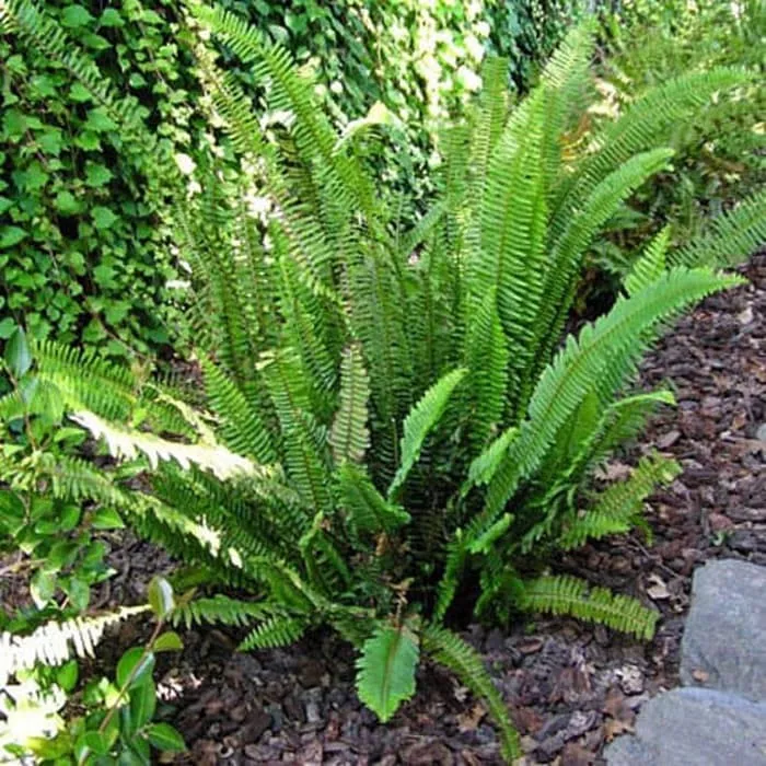 Tanaman hias pakis kelabang / Nephrolepis Cordifolia | Lazada Indonesia