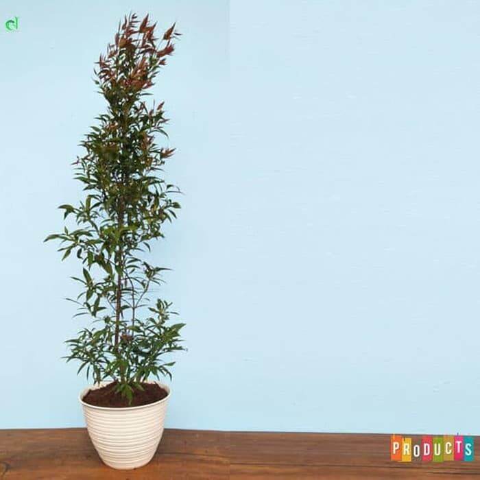 Bibit Tanaman pohon Pucuk merah / Syzygium oleana 1 meter | Lazada ...