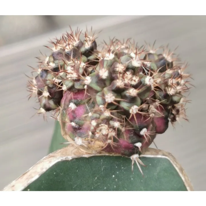 T lux ทีรัก สีสวยมาก t-lux cactus ยิมโน ไม้กราฟ | Lazada.co.th