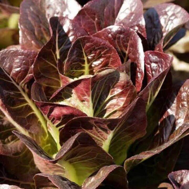 Benih Selada Red Romaine Lettuce Red Romain Selada Romain/benih selada ...