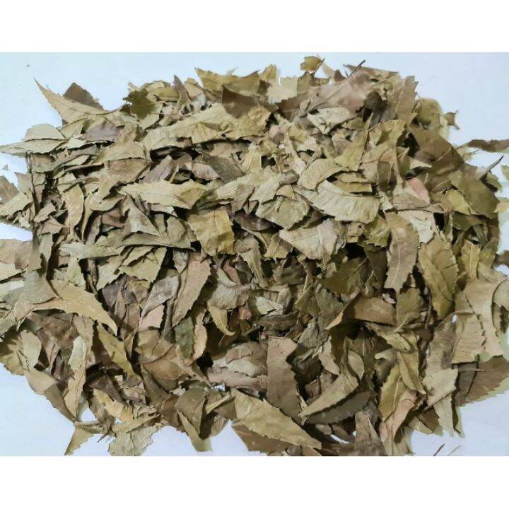 Daun Mimba Kering 500gr / Daun Imba / Daun Imbo / Mimbo | Lazada Indonesia