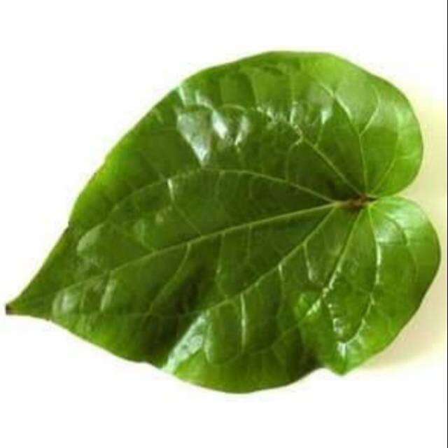 Daun sirih temu urat Jumbo hasil kebun sendiri | Lazada Indonesia