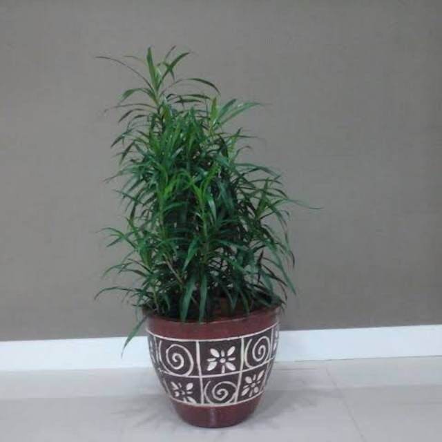 TANAMAN HIAS SUJI BELUT / POHON SUJI HIJAU | Lazada Indonesia