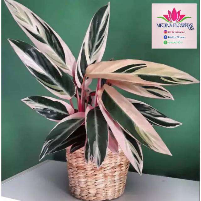 CALATHEA MARANTA TRICOLOR | Lazada Indonesia