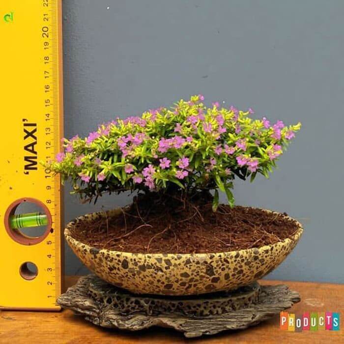 Tanaman Taiwan bunga ungu / cuphea hyssopifolia purple | Lazada Indonesia