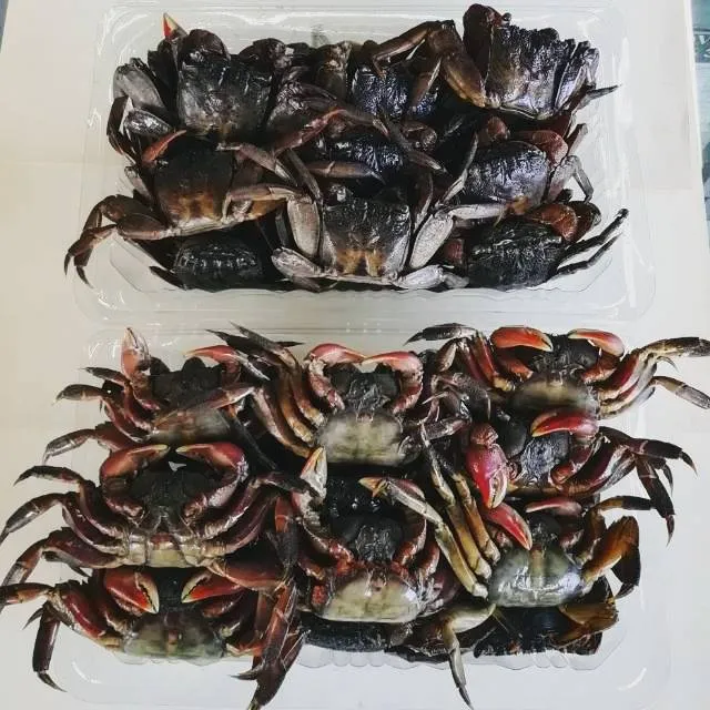Kepiting Kecil Asin - Keramak - -Baki - Bua Ki - Ma Ki Pontianak ...