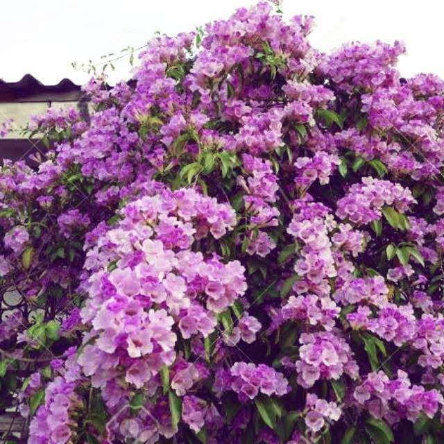 tanaman bunga garlic vine | Lazada Indonesia