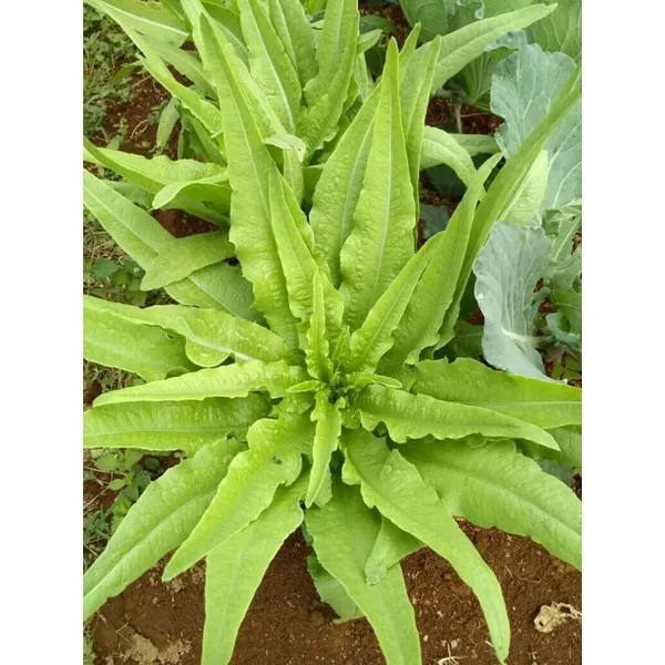 Benih Selada Wangi Siomak Bibit Siomak Selada Wangi (manis) | Lazada ...