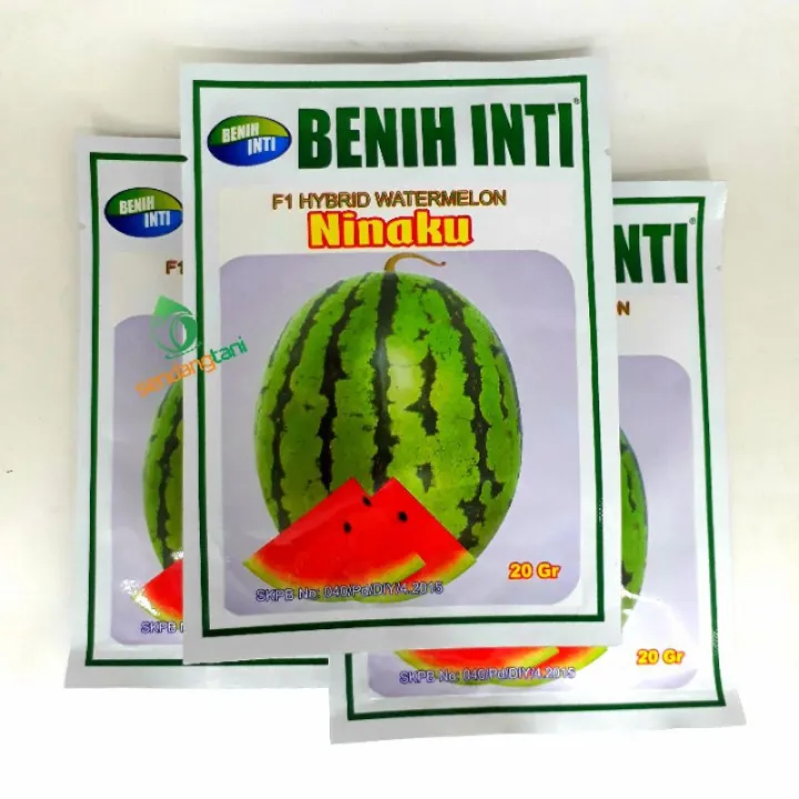 Semangka NINAKU Benih Bibit Semangka Lorek Merah Besar Berbiji Nina dari Benih Inti | Lazada ...