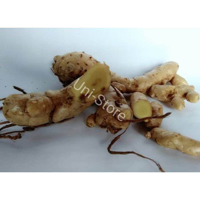 1 KG TEMU PUTIH 100% ORGANIK DARI HUTAN CURCUMA ZEDOARIA SEGAR | Lazada ...