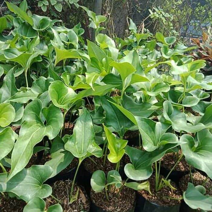Tanaman hias unik dan menarik anthurium corong | Lazada Indonesia