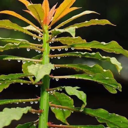 Malaysia Stock (READY STOCK) POKOK TUJUH DURI, DURI TUJUH, JARUM TUJUH ...