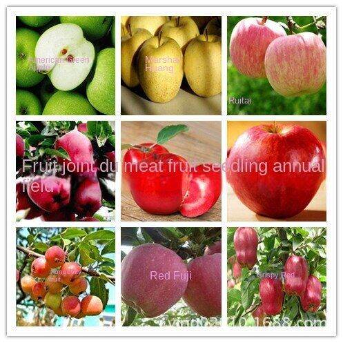 Apple Seed Fruit Tree Seed Homes Seed Columnar Apple Tree Seed Potted ...