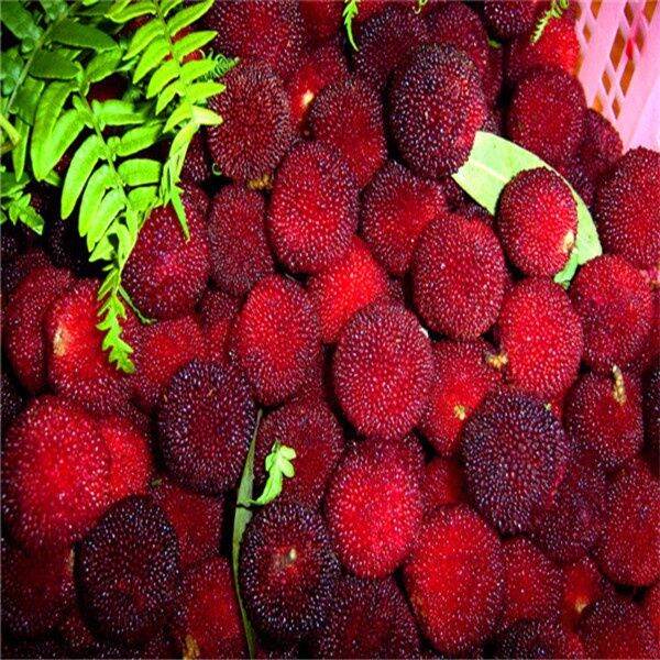 Arbutus Seeds Myrica Rubra Seeds Red Bayberry Perennial Flower Garden ...