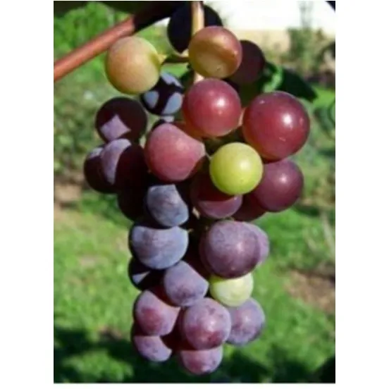 Catawba red grapes rooted and established | Lazada PH