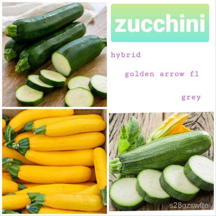 linbei/ Spot 100% plump seedszucchini /courgette varieties (summer ...