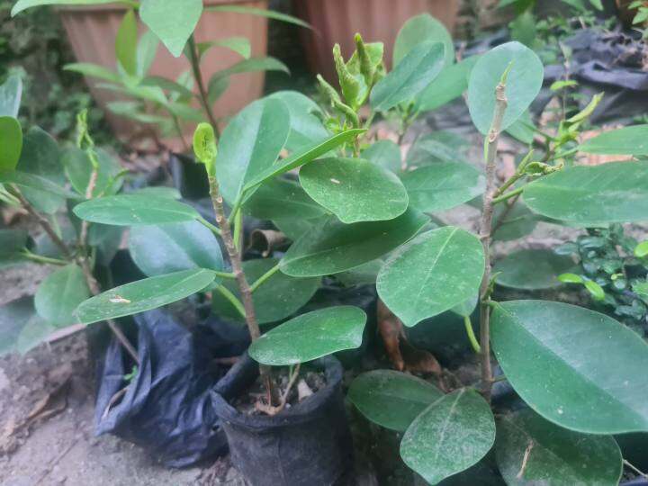 Calabash Miracle fruit seedling | Lazada PH