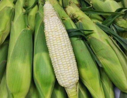 Malaysia Stock CAMERON HIGHLANDS JAGUNG SUSU / SWEET MILK CORN VIQX (It ...