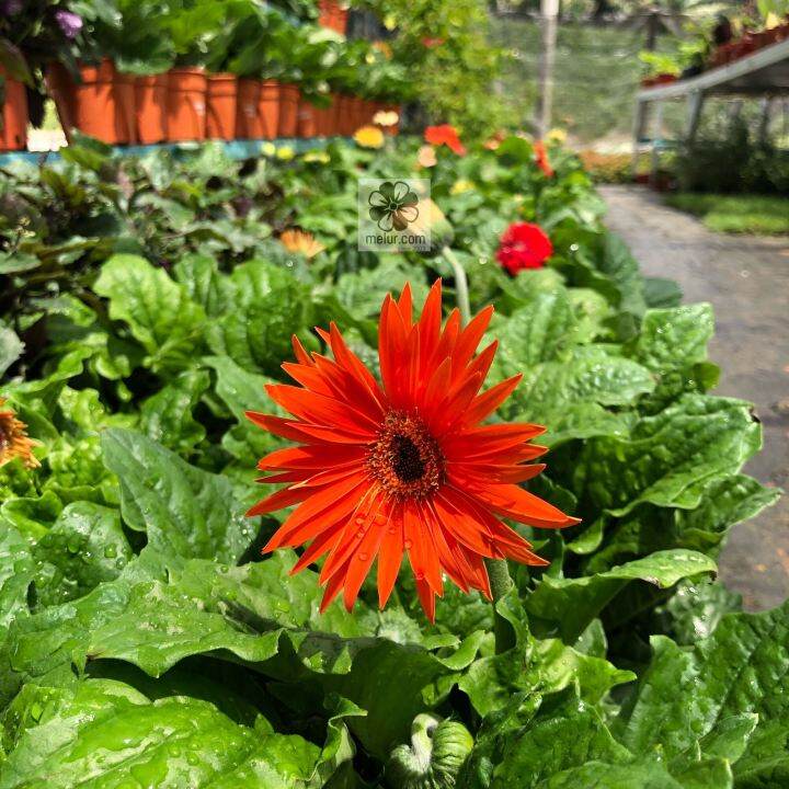 MDC- Daisy Live Plant / Pokok Bunga Daisy | Lazada