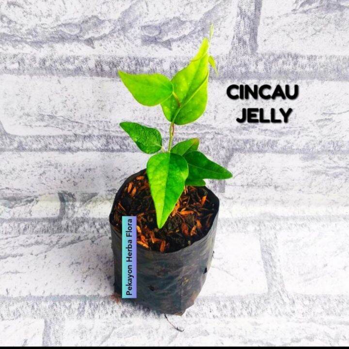 Tanaman Cincau Jelly Paket Isi 2 Pekayon Bekasi | Lazada Indonesia