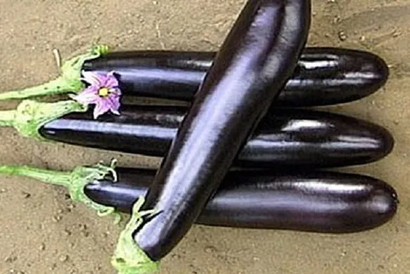 biji benih terung hitam/ungu hitam panjang(Boleh tanam dalam pasu) | Lazada