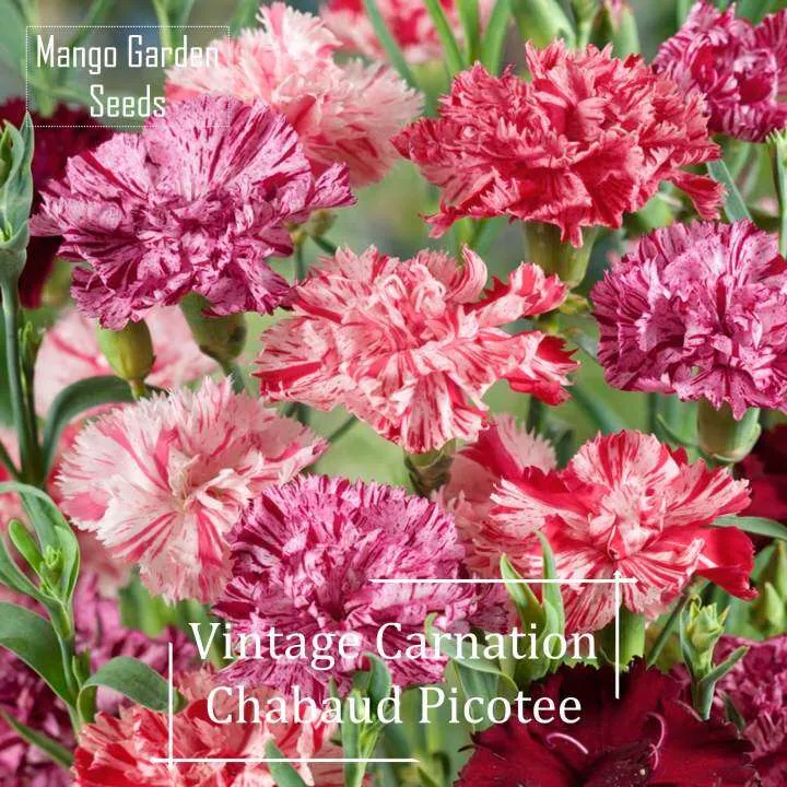*Rare* Carnation Chabaud Picoteed Double Mix Flower Seeds - 50 seed ...