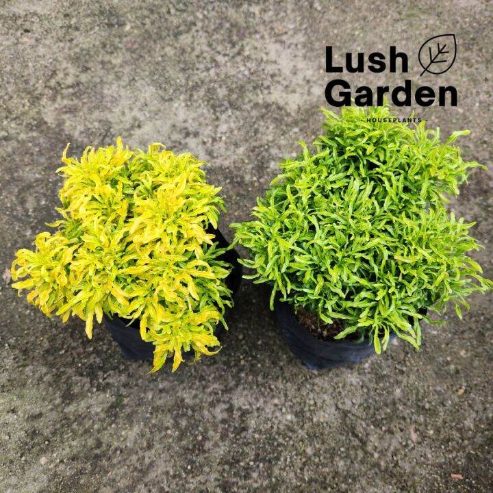 Polyscia Euodia / Golden Ball / Pokok Tong Emas 一桶金 Outdoor Live Plant ...