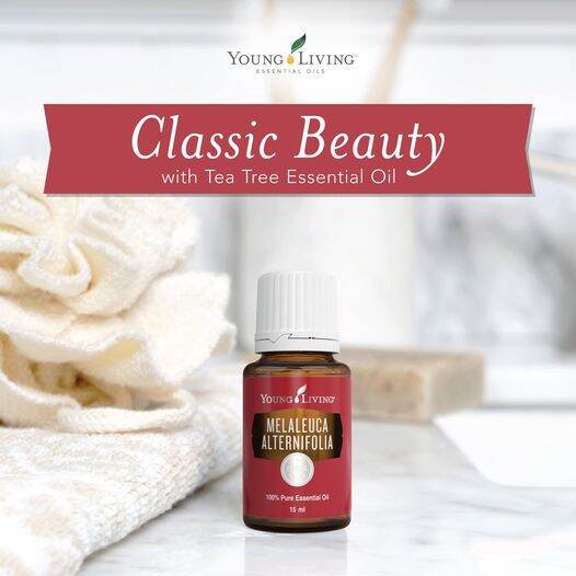 OH HAND Young Living Tea Tree (Melaleuca Alternifolia) Essential Oils ...