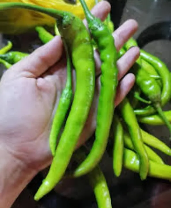 Dynamite Chili Pepper Seeds for Planting (6 seeds) PEPPER | Lazada PH