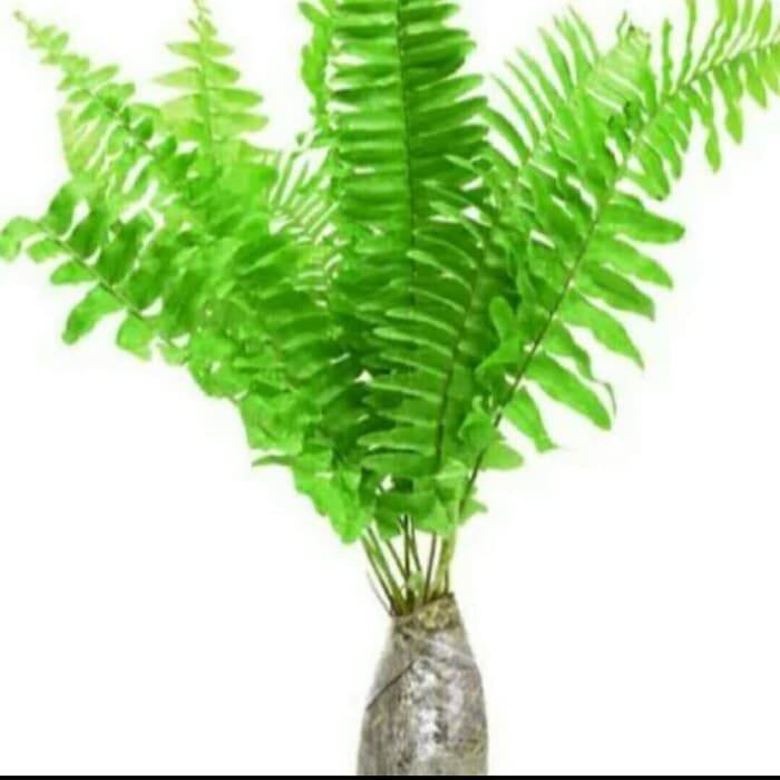 tanaman paku pakis kelabang - hiasan taman - pohon pakis - tanaman hias ...