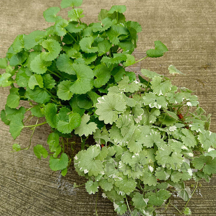 [Plantopia] Pegaga Kampung / Pegaga Variegated | Centella Asiatica ...