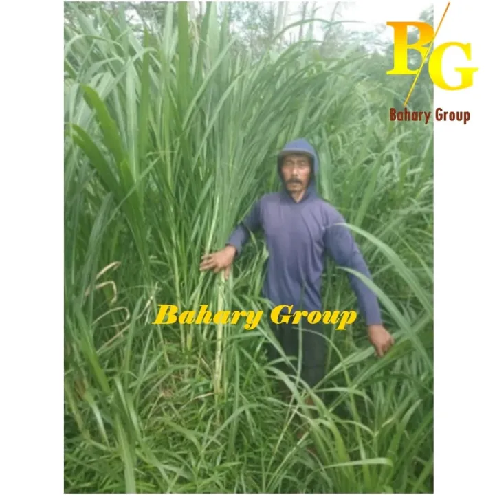 Bibit Kolonjono Rumput Raja King Grass Perkilo | Lazada Indonesia