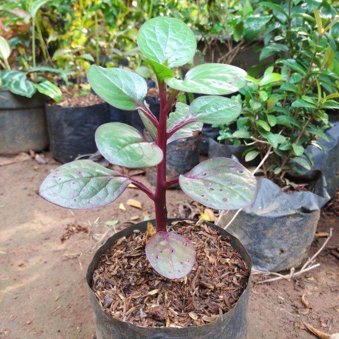 tanaman lembayung malabar, basella rubra, bayam sailan / gandola ...