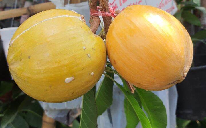 ต้นเซียนท้อ (ละมุดอินเดีย)ต้นสูง 60-70ซม. ม่อนไข่, ละมุดอินเดีย,ละมุด ...