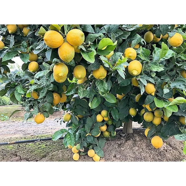 lemon meyer yuzu lemon blood lime fruit tree seeds50 seeds (not live ...