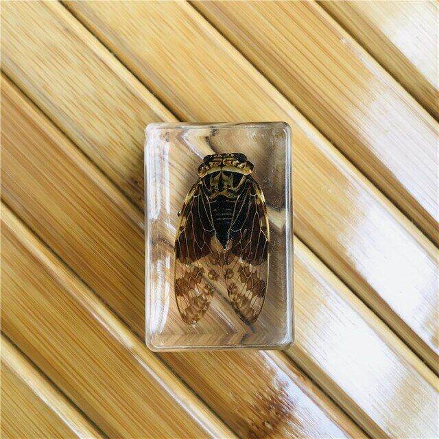 13 kinds of hand-made gutta percha resin insect transparent amber ...