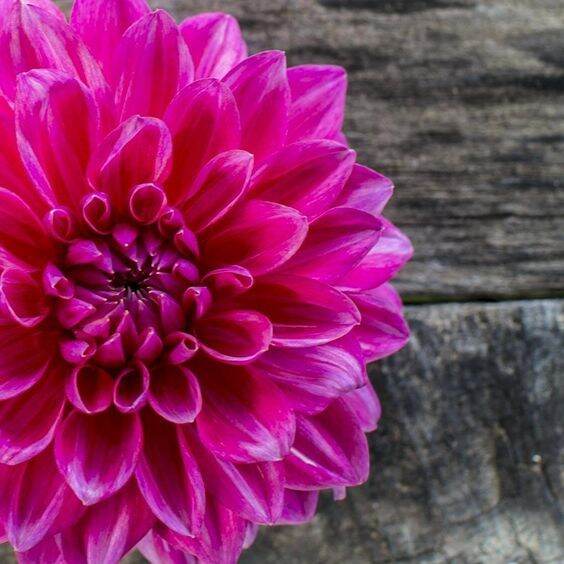 20 เมล็ดพันธุ์ รักเร่ Dahlia Seeds สายพันธุ์ SCAUR SWINTON สีม่วง ...