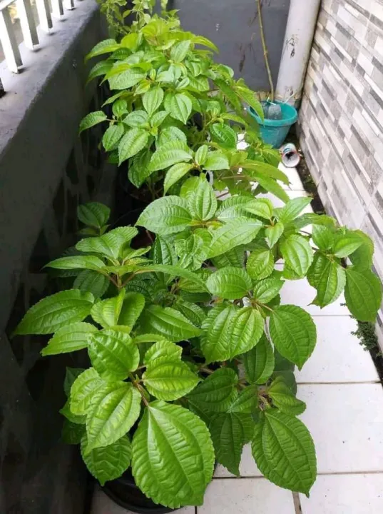 DAUN POHPOHAN 250 gram SEGAR OBAT SUPLEMEN | Lazada Indonesia