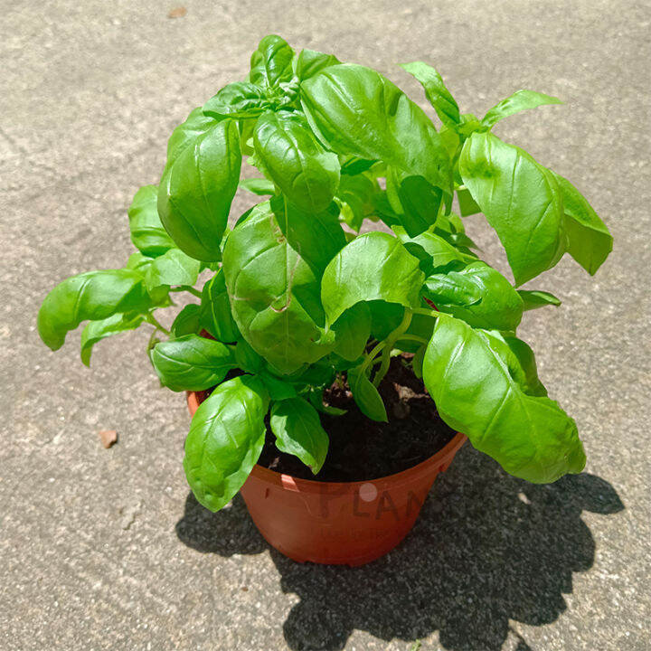 [Plantopia] Sweet Basil 罗勒 九层塔 - Pokok Herba | Ocimum basilicum | Basil ...