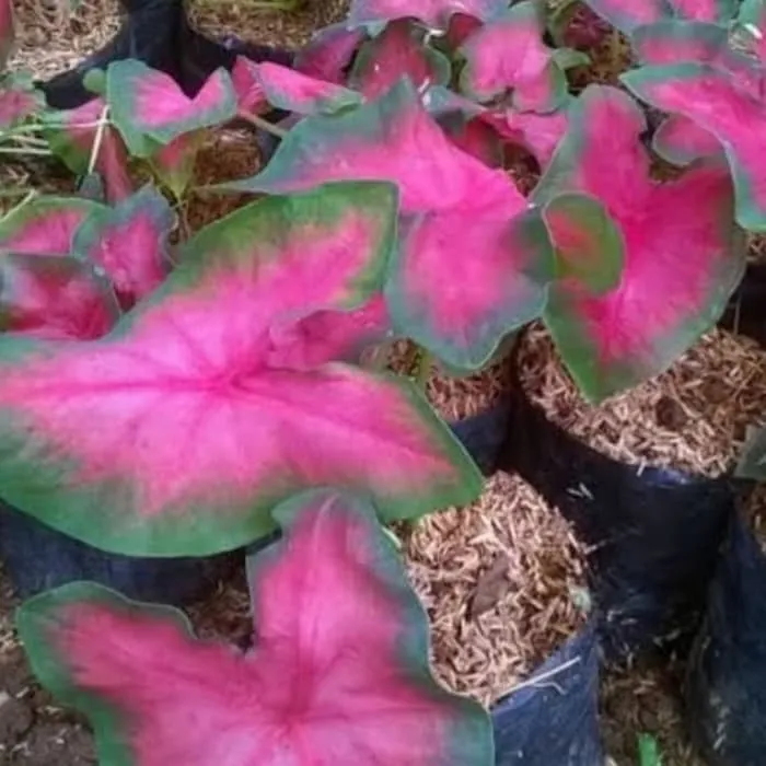 tanaman hias keladi caladium | Lazada Indonesia