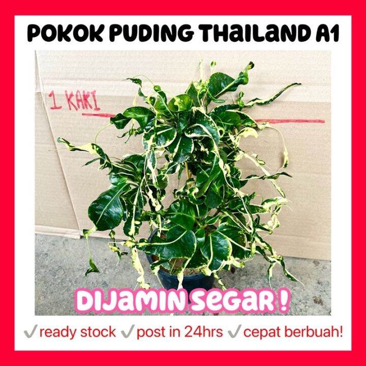 Rina • pokok puding Thailand A1 • tumbuhan tanaman hidup luar rumah ...