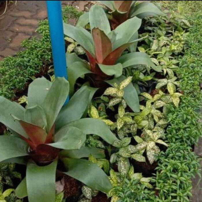 TANAMAN HIAS BROMELIA GIANT-BROMELIA GIANT BESAR | Lazada Indonesia