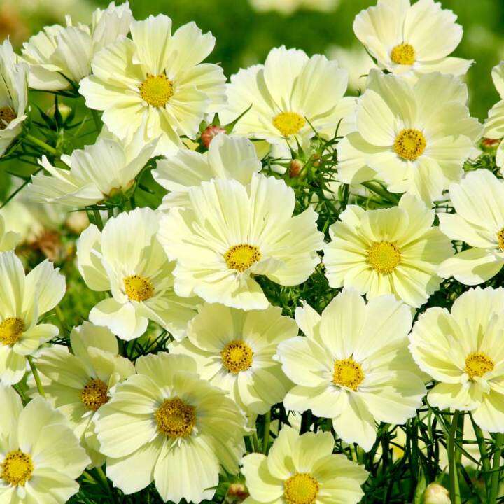Dwarf Cosmos Gesang Flower Seeds Are Sown for Four Seasons Easy To ...